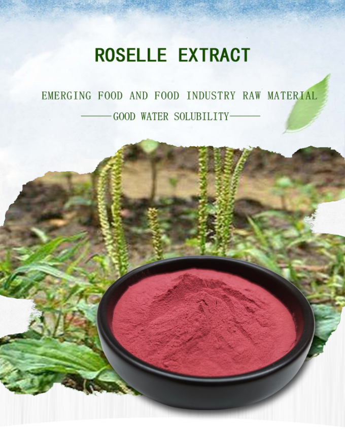 Roselle Extract Womens Health Supplement 100% Through 80 Mesh