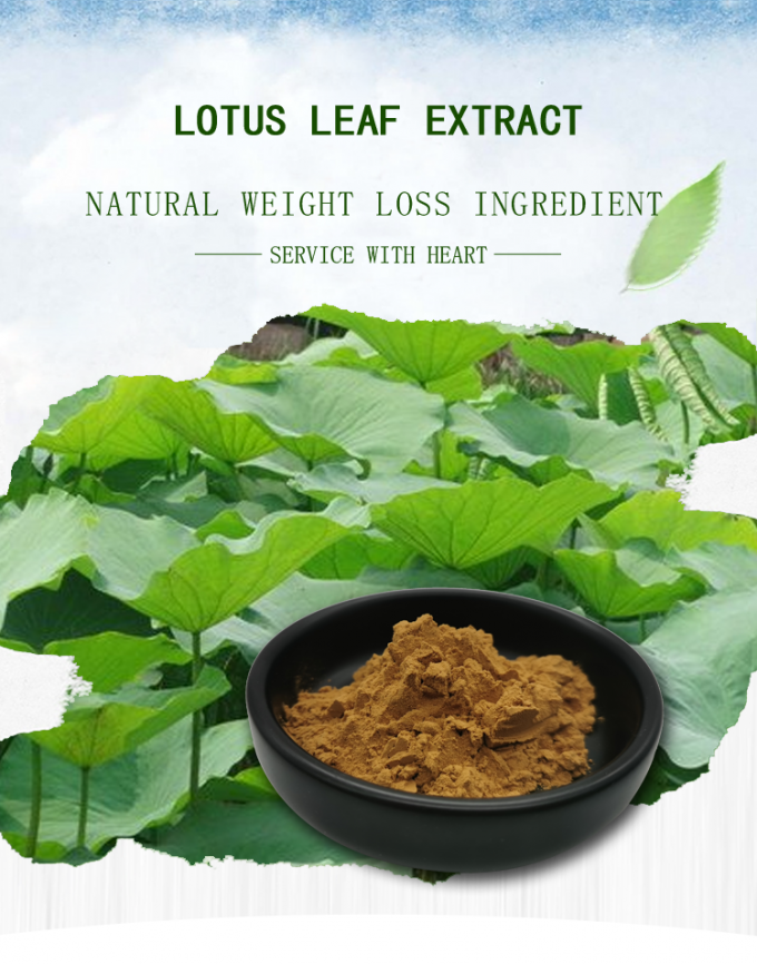 Nuciferine Lotus Leaf Extract Powder Supplement Halal Kosher