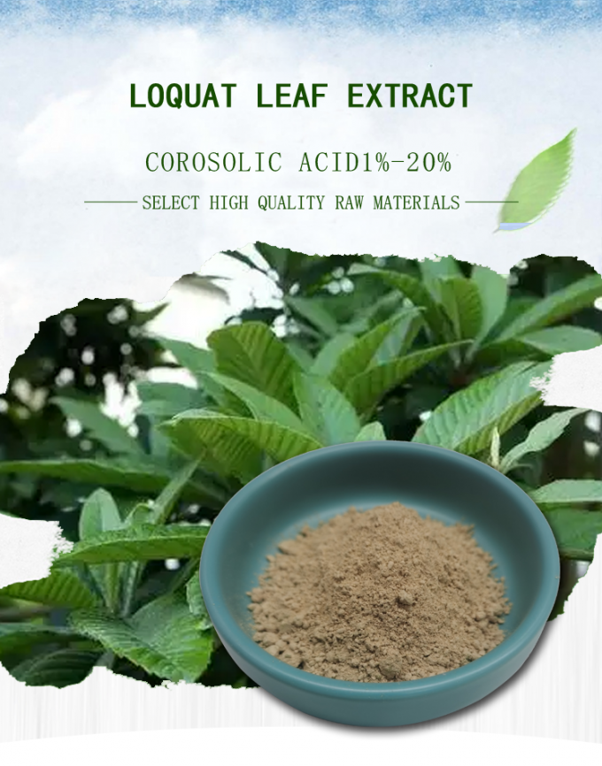 Hair Growth Immune Enhancing Supplements Loquat Leaf Extract Ursolic Acid